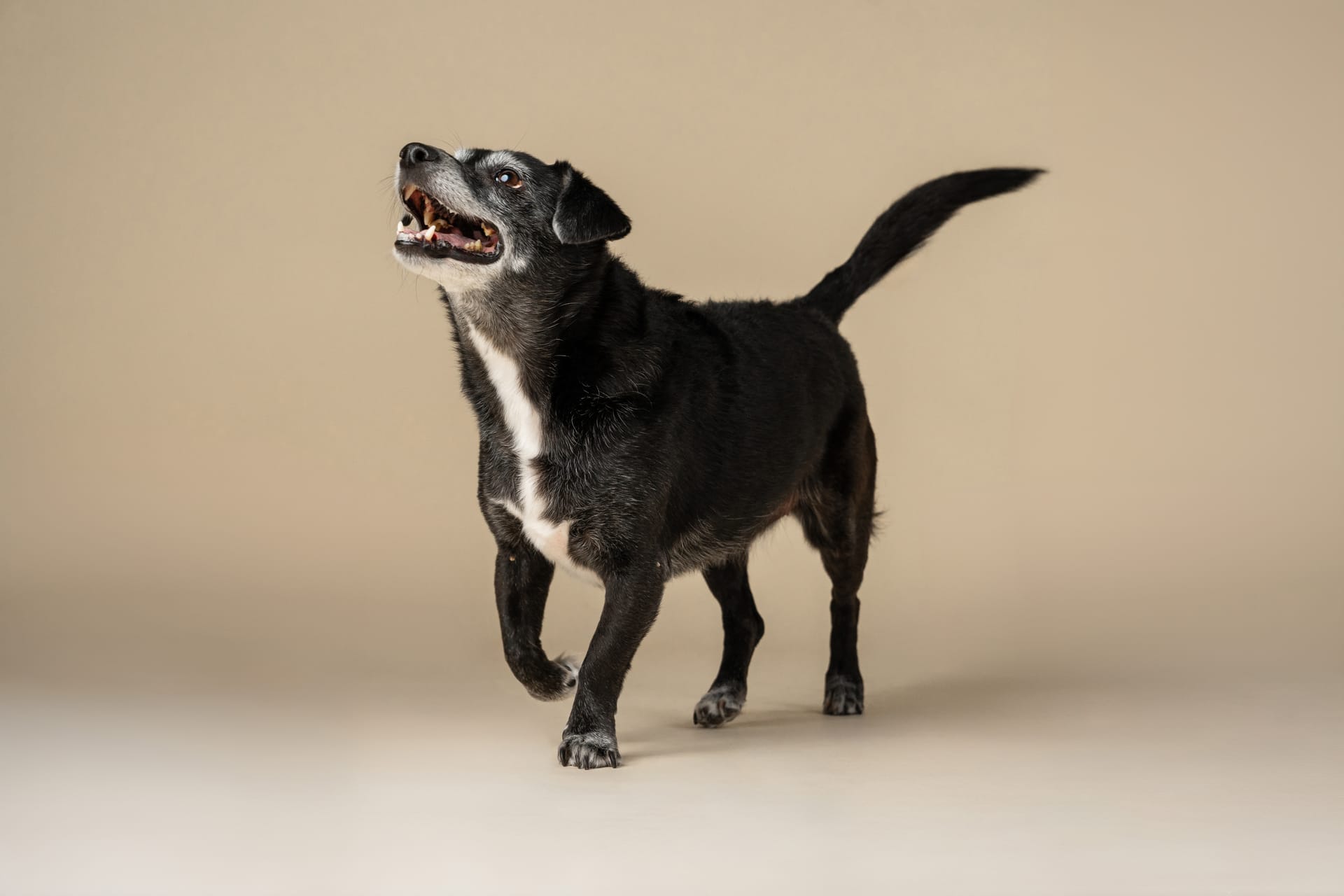 Loyal | For dog owners